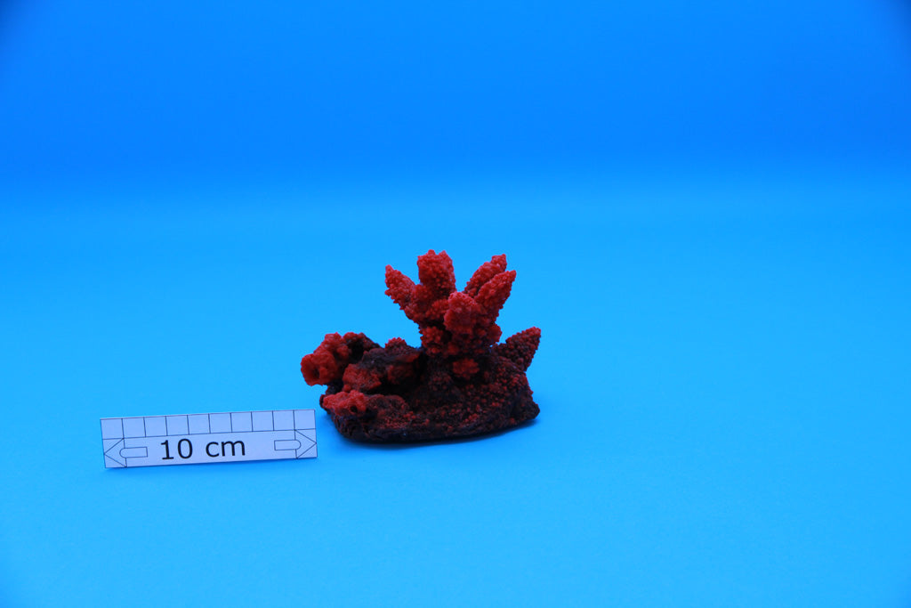 Artificial Acropora Humiles corals in different colors | See more