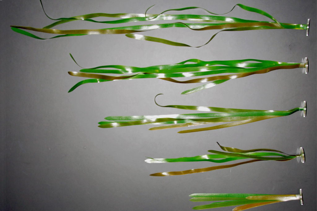 Vallisneria Gigantea – Pangea Rocks A/S