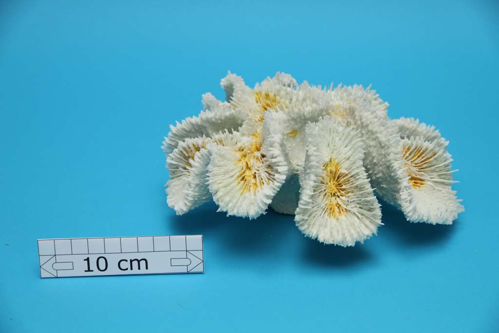 Artificial Symphyllia Coral | Handmade in Denmark | See more
