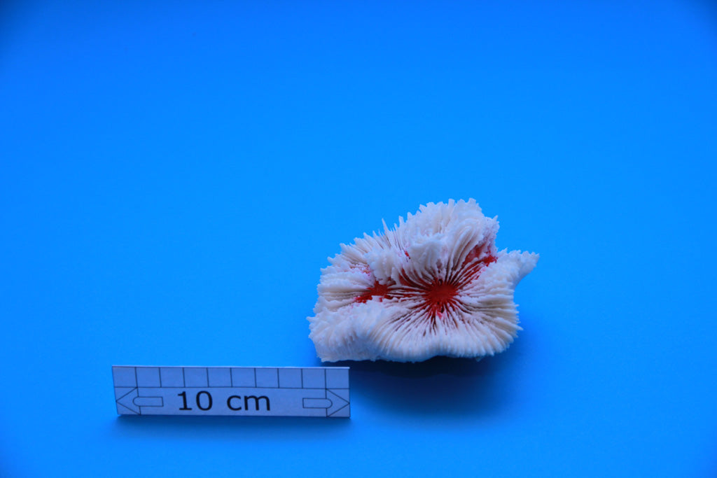Artificial Symphyllia Coral | Handmade in Denmark | See more