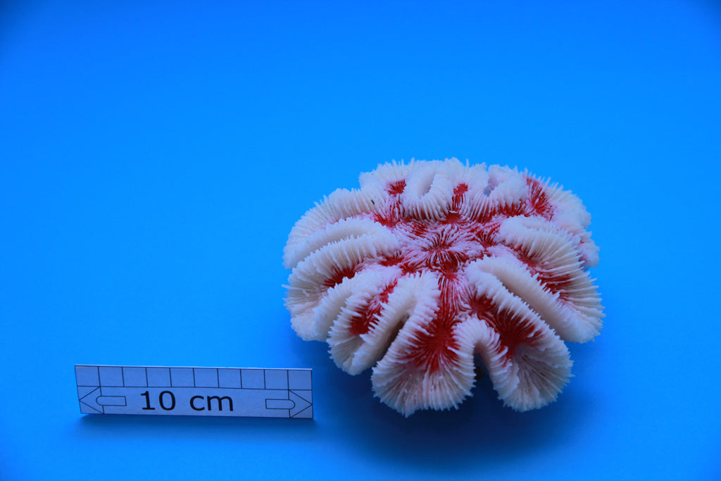 Artificial Symphyllia Coral | Handmade in Denmark | See more