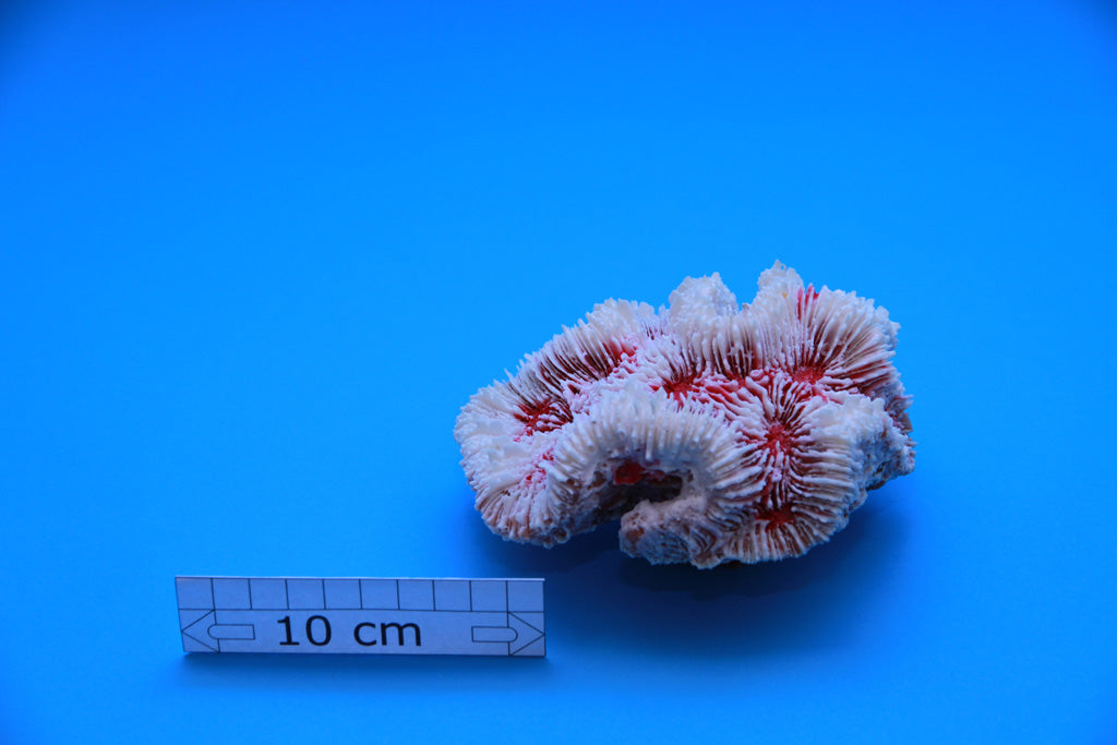 Artificial Symphyllia Coral | Handmade in Denmark | See more