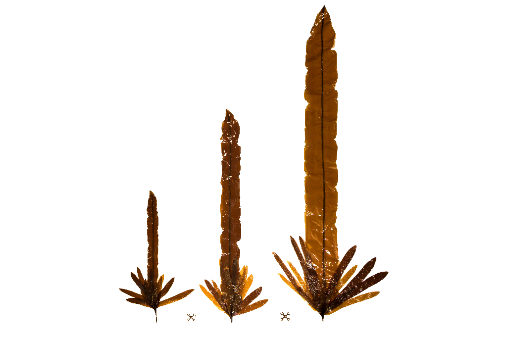 Eualaria Fistulosa – Pangea Rocks A/S