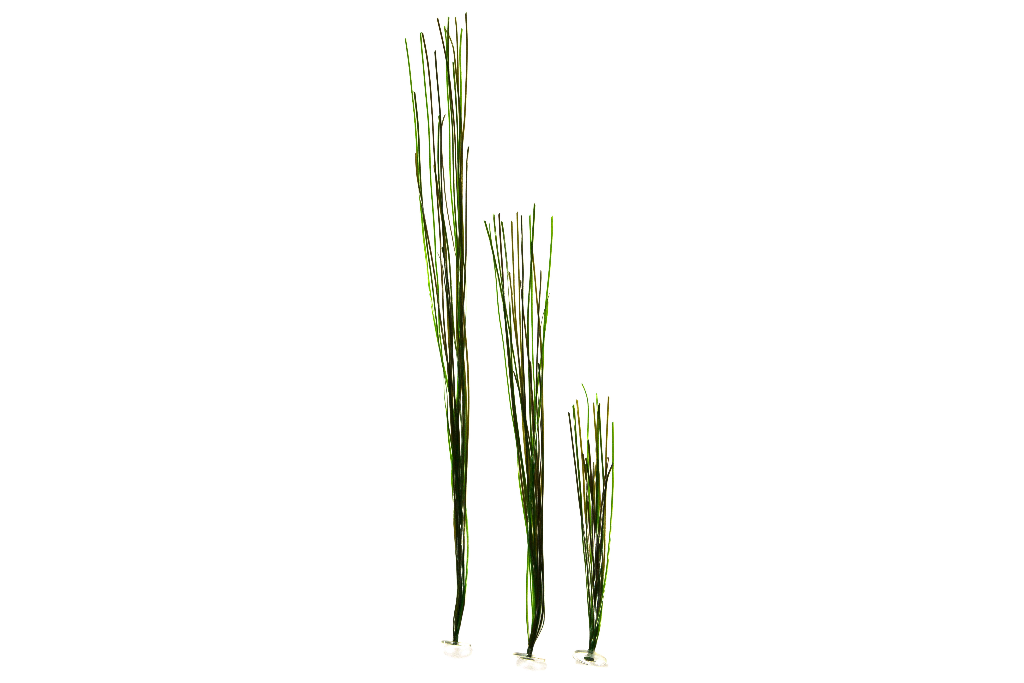 Surf Grass – Pangea Rocks A/S
